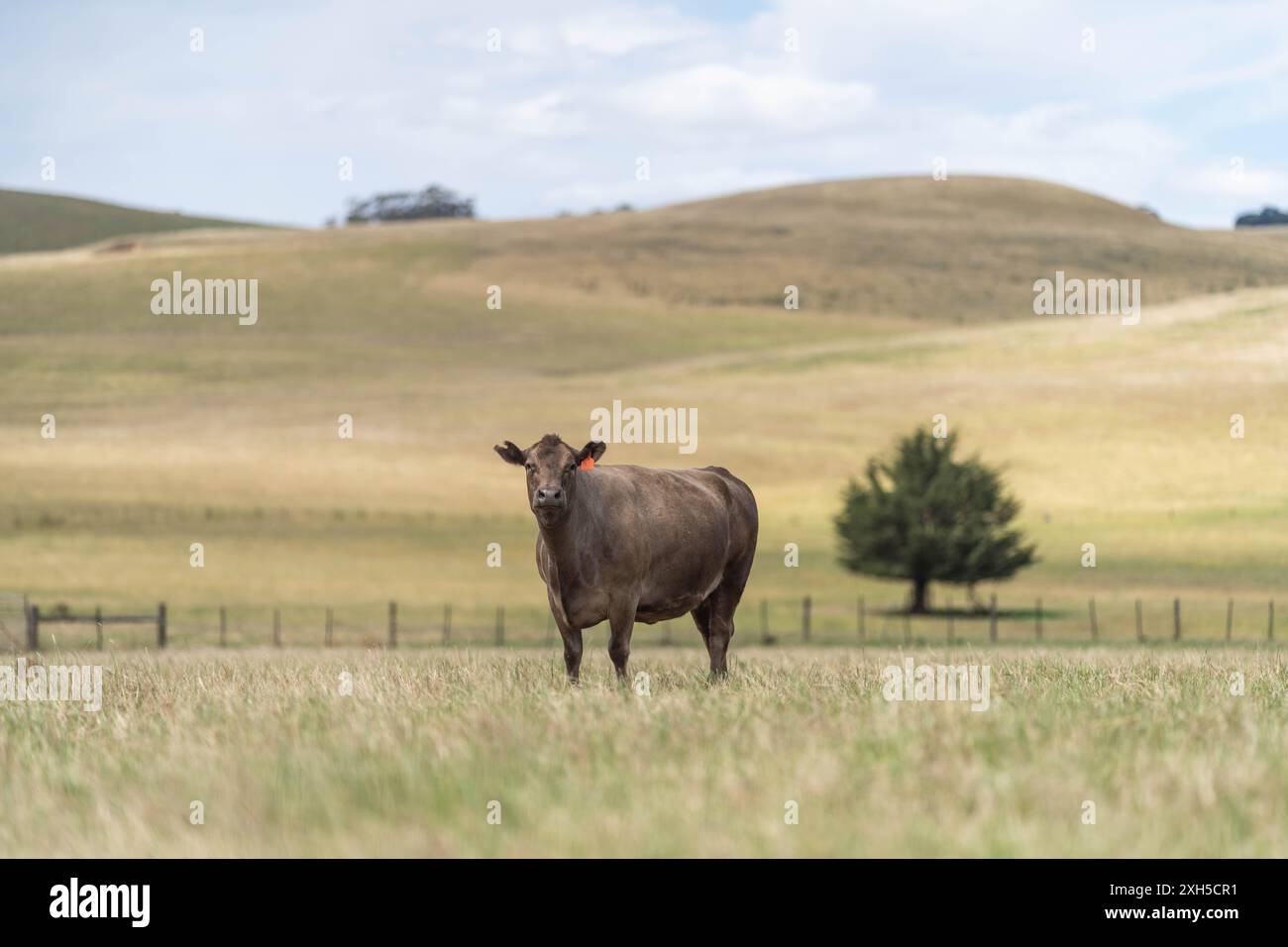 New zealand angus beef cow hi-res stock photography and images - Alamy