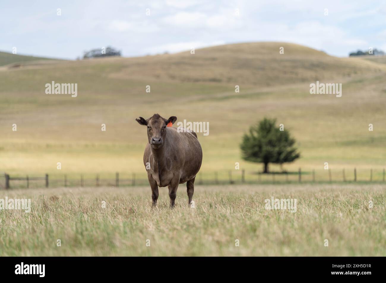 The Future of Livestock in Australian Agriculture: Sustainable Grazing ...