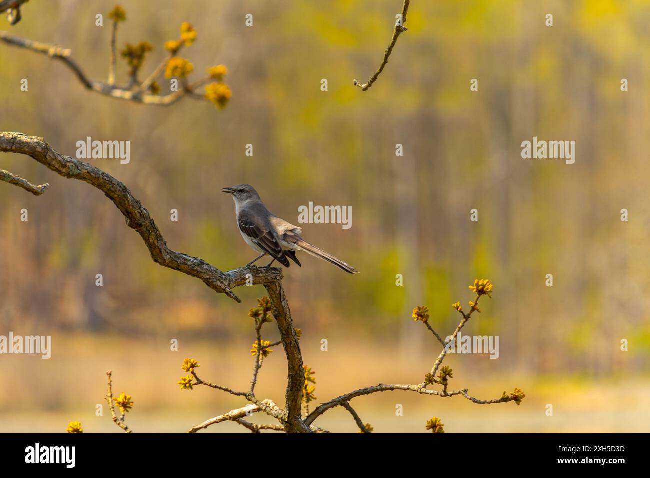 Subtle bird hi-res stock photography and images - Alamy