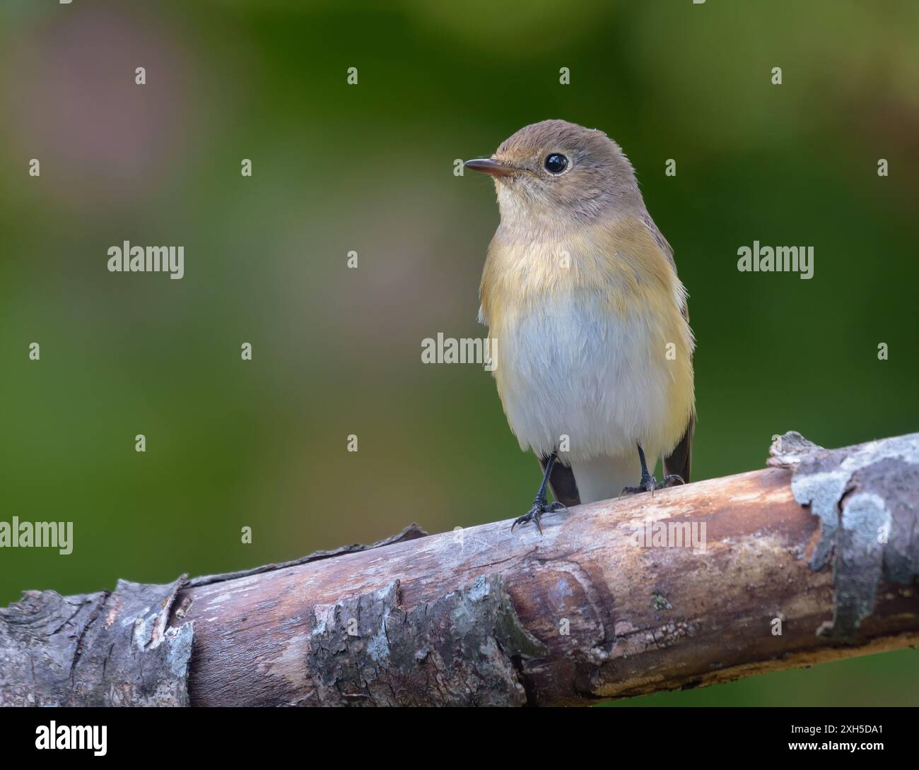 Young Female Red-breasted flycatcher (ficedula parva) perched on thick ...