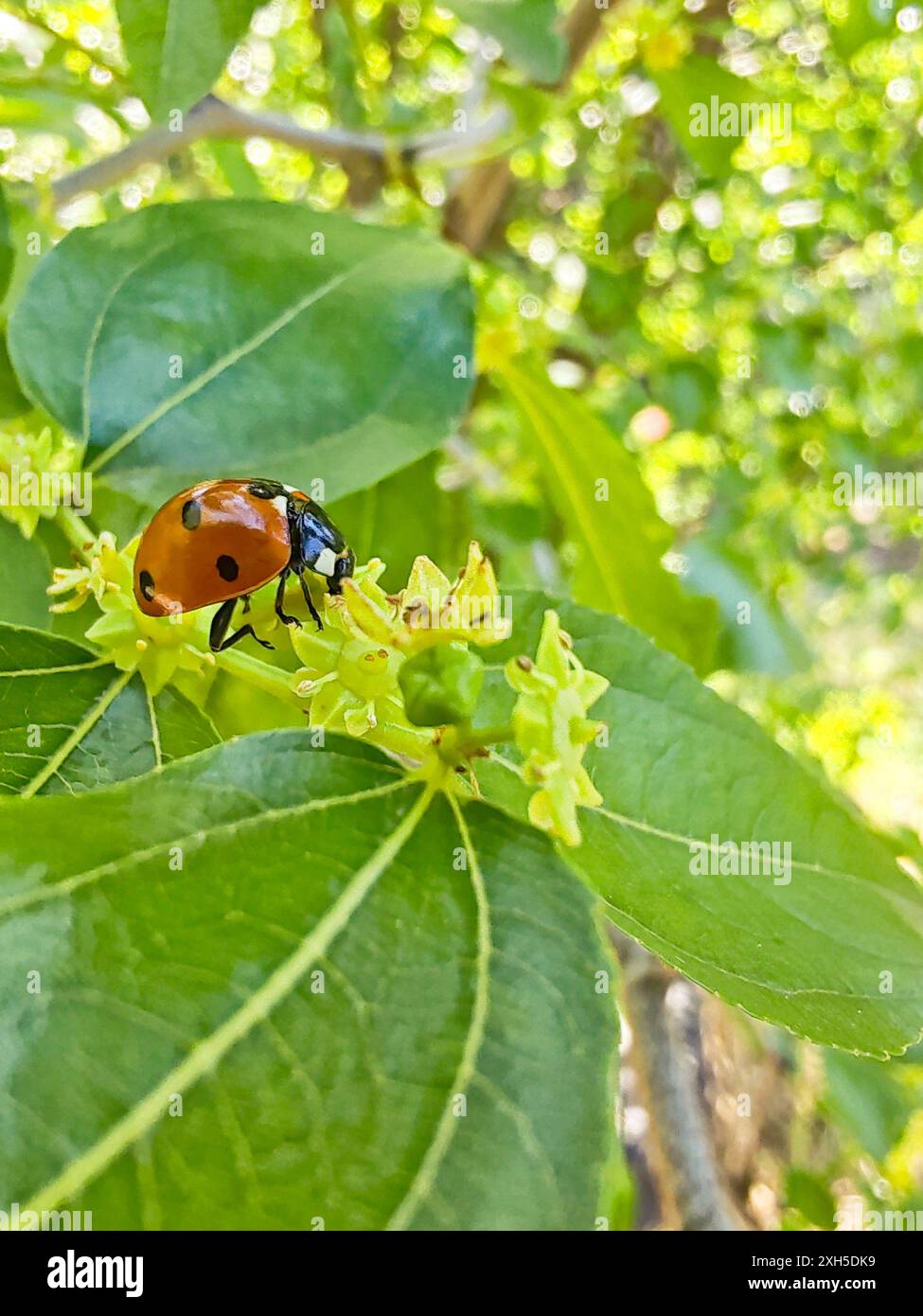 Dessert jujube, flowering tree in summer. Ladybug on a tree Stock Photo ...