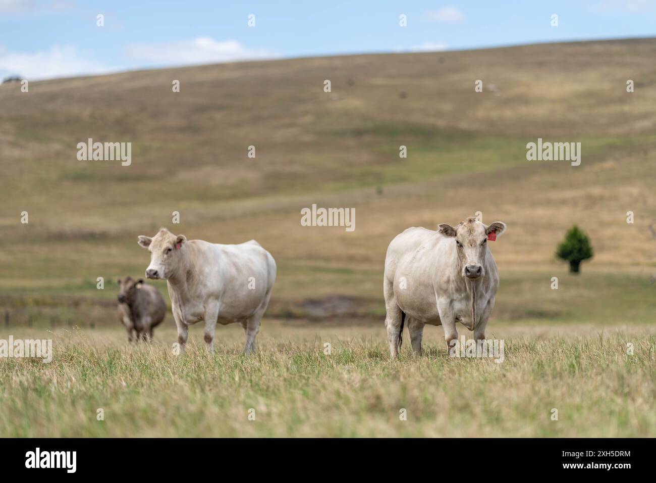 The Future of Livestock in Australian Agriculture: Sustainable Grazing ...