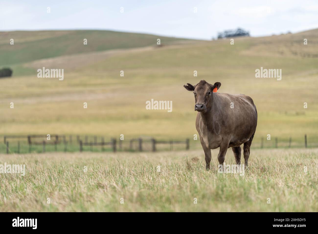Beef cows and calves grazing on grass on a beef cattle farm in ...