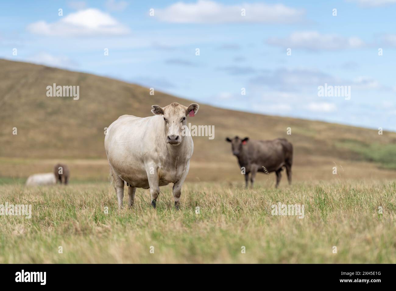 Wagyu beef england hi-res stock photography and images - Alamy