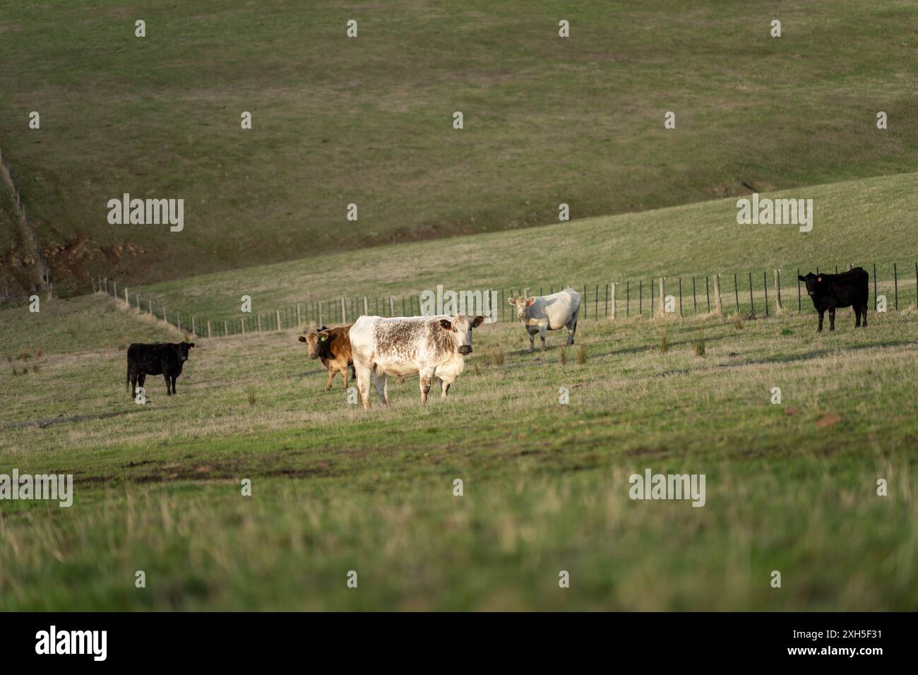 Sustainable Livestock Farming in Australia: Regenerative Practices for ...