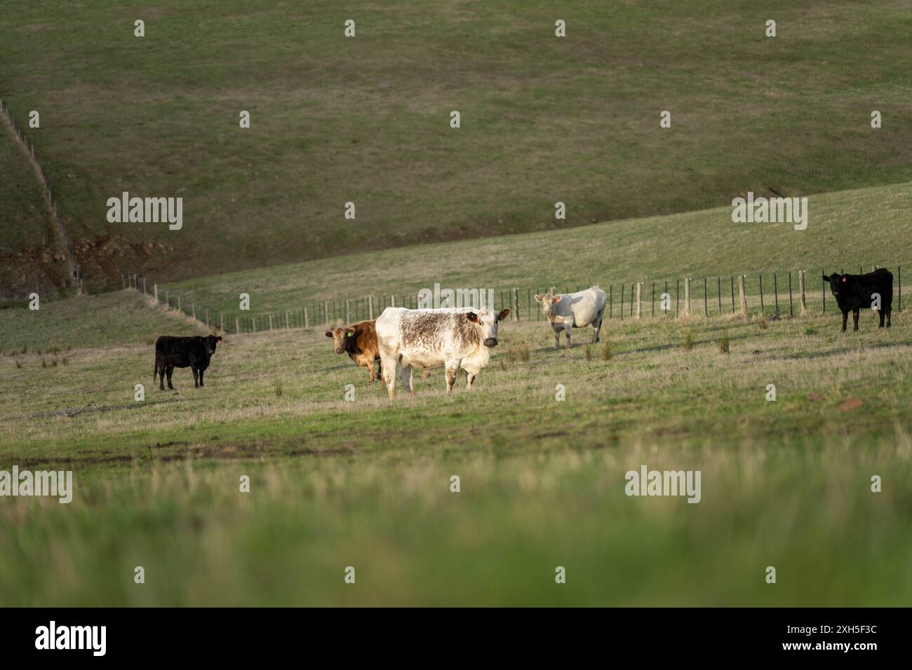 Beef cows and calves grazing on grass in a free range field, in ...