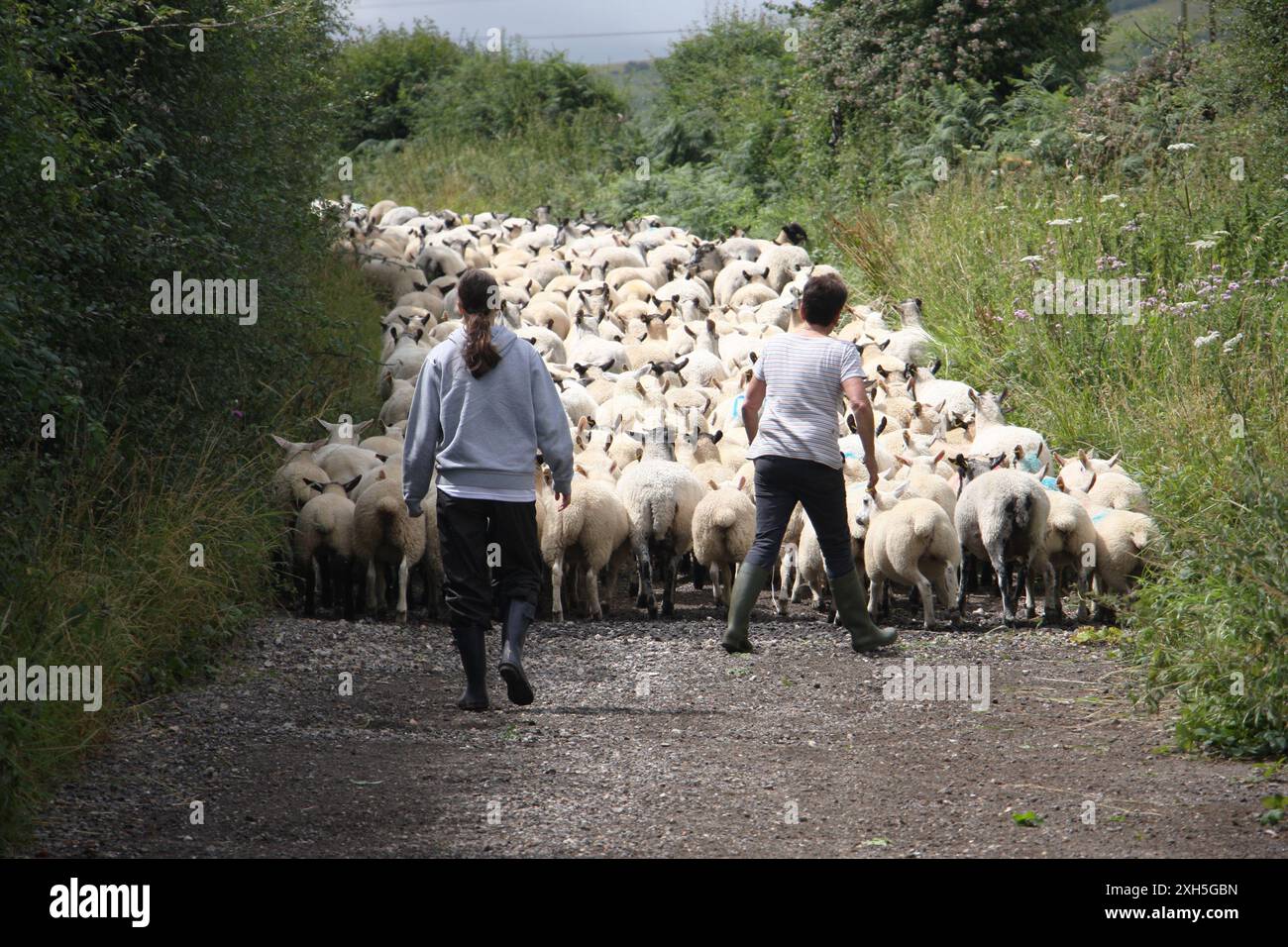 A flock of sheep being driven down a country lane in West Sussex Stock ...
