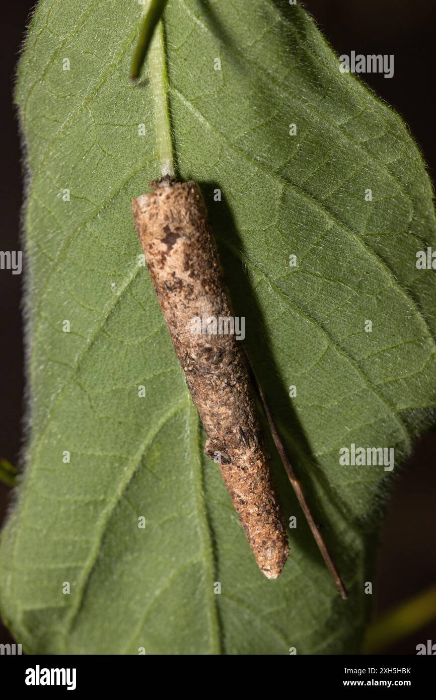 The female of the Bagworm Moth is normally wingless and constructs a ...