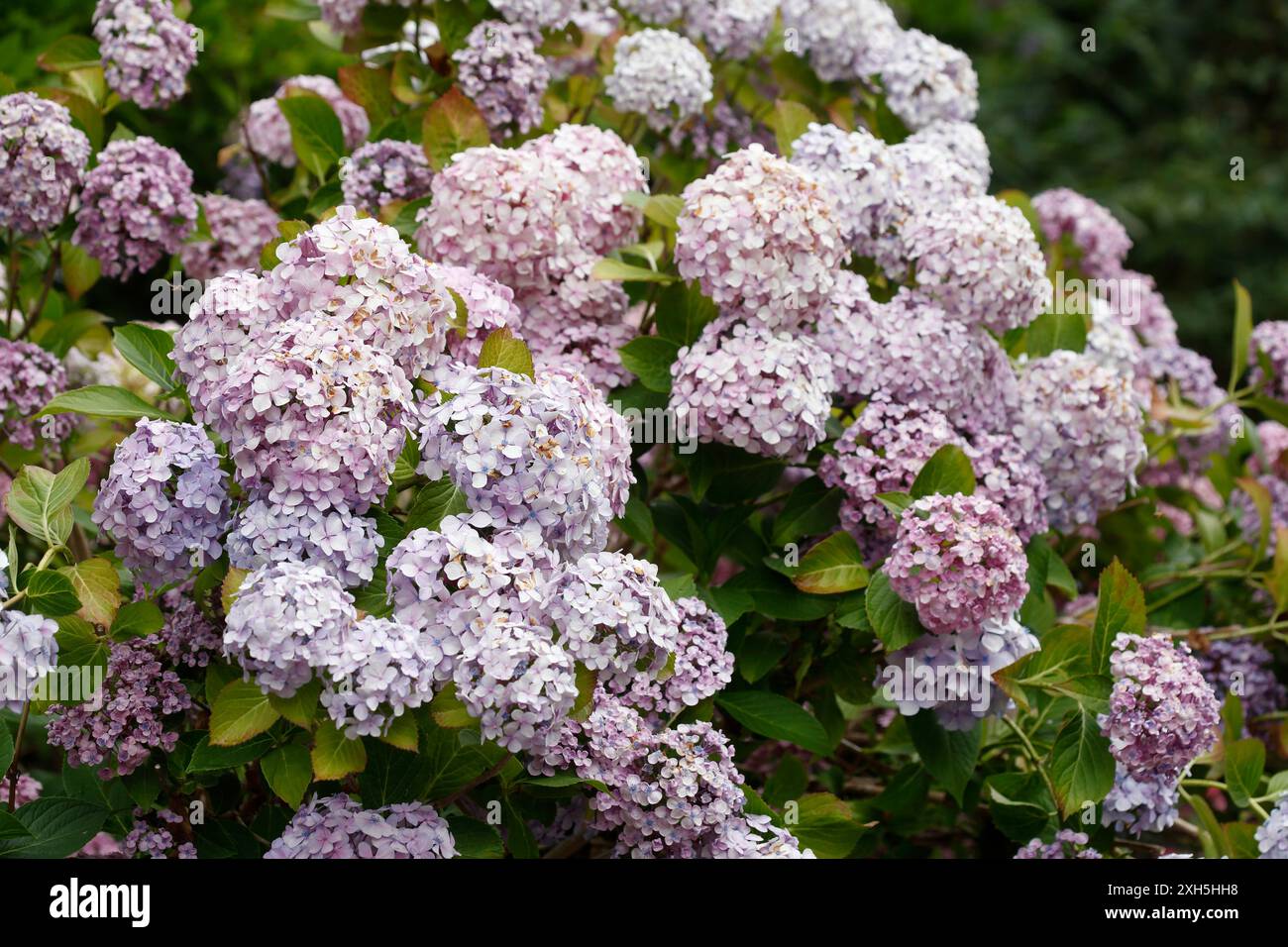 Purple flowering hydrangea (Hydrangea), Germany Stock Photo - Alamy