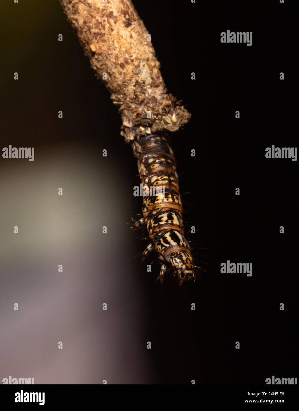 The female of the Bagworm Moth is normally wingless and constructs a ...