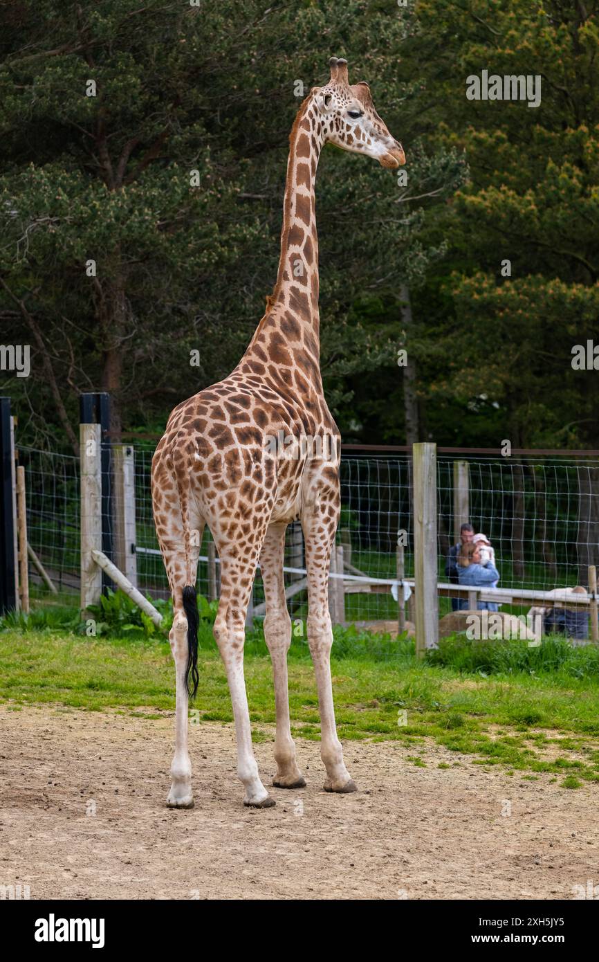 The Nubian Giraffe (Giraffa camelopardalis) critically endangered ...