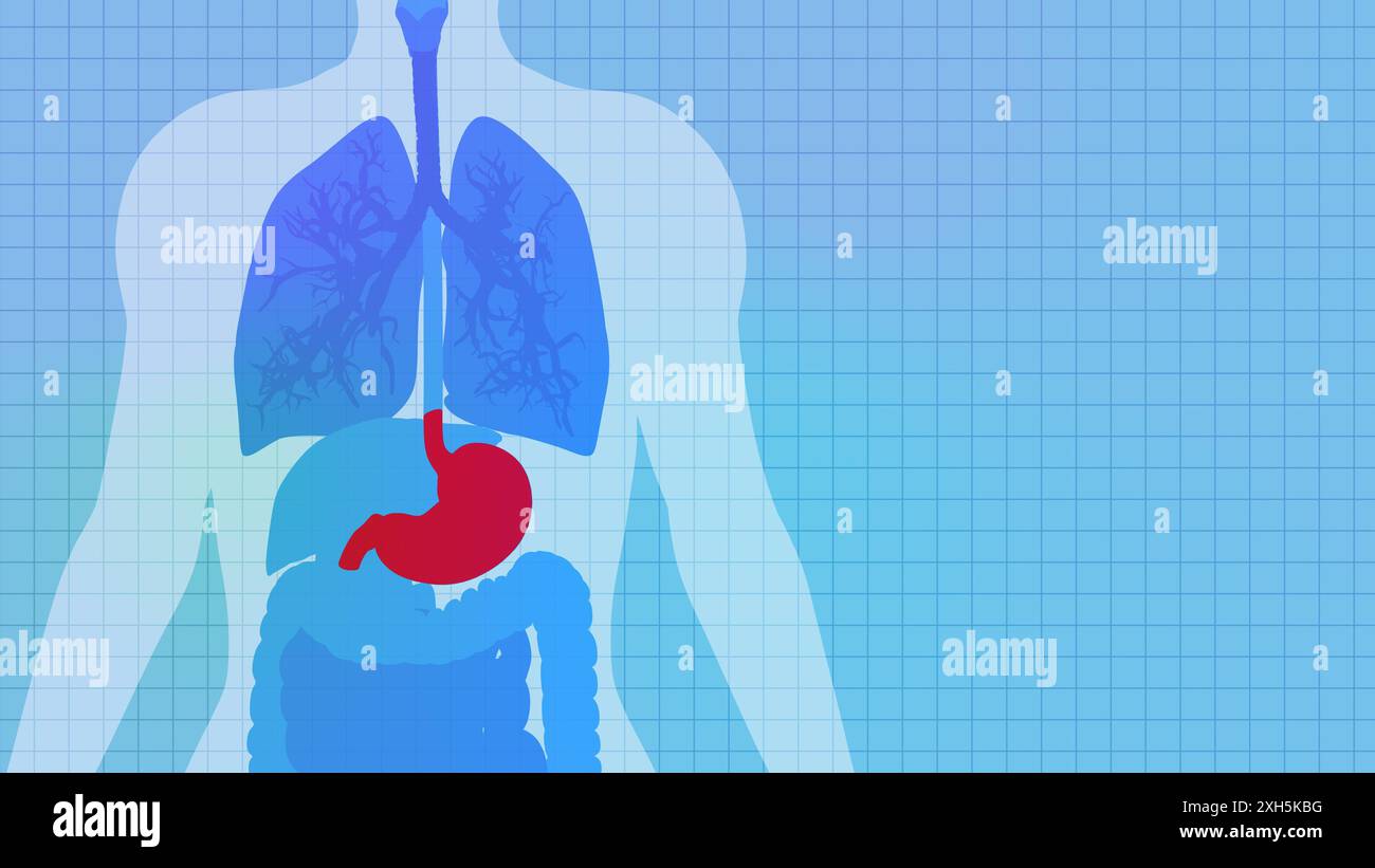 Human healthy Stomach anatomy with grid Stock Photo - Alamy