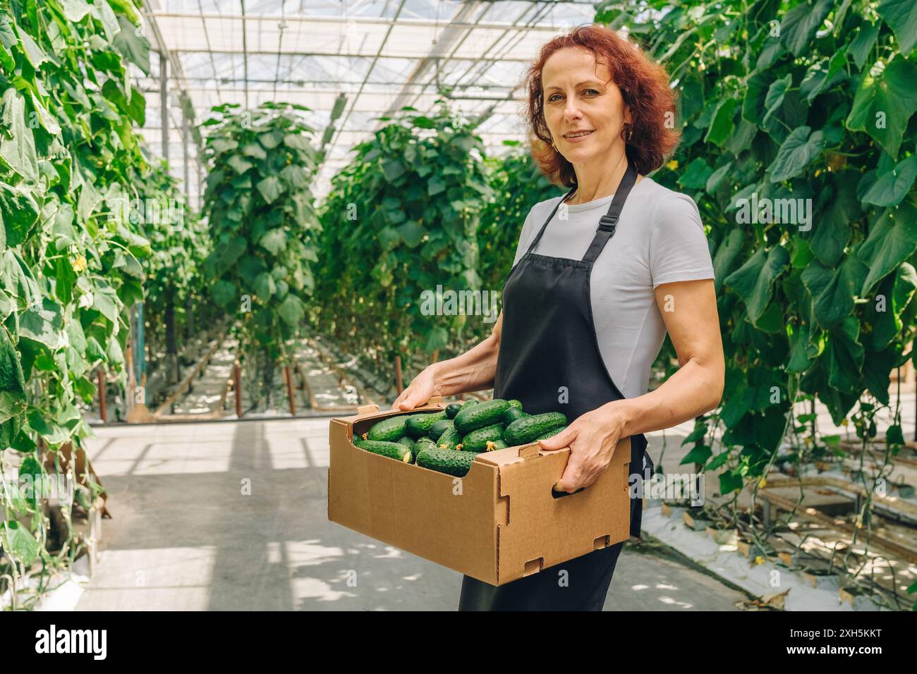 Female farmer stands between rows of growing cucumbers in industrial ...