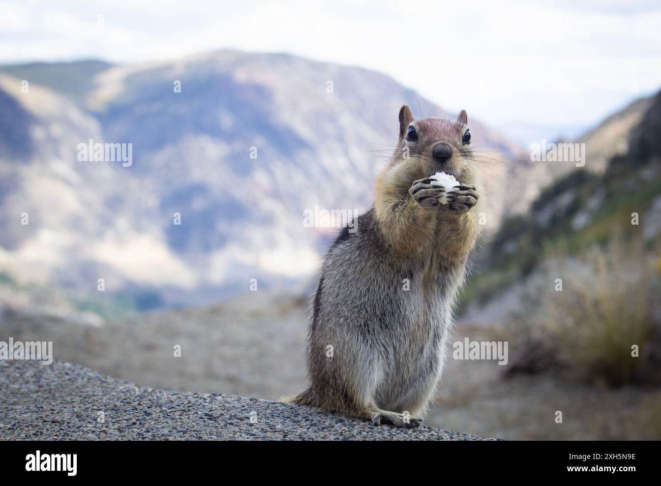 Squirrel eating a popcorn kernel in Yosemite National Park in the ...