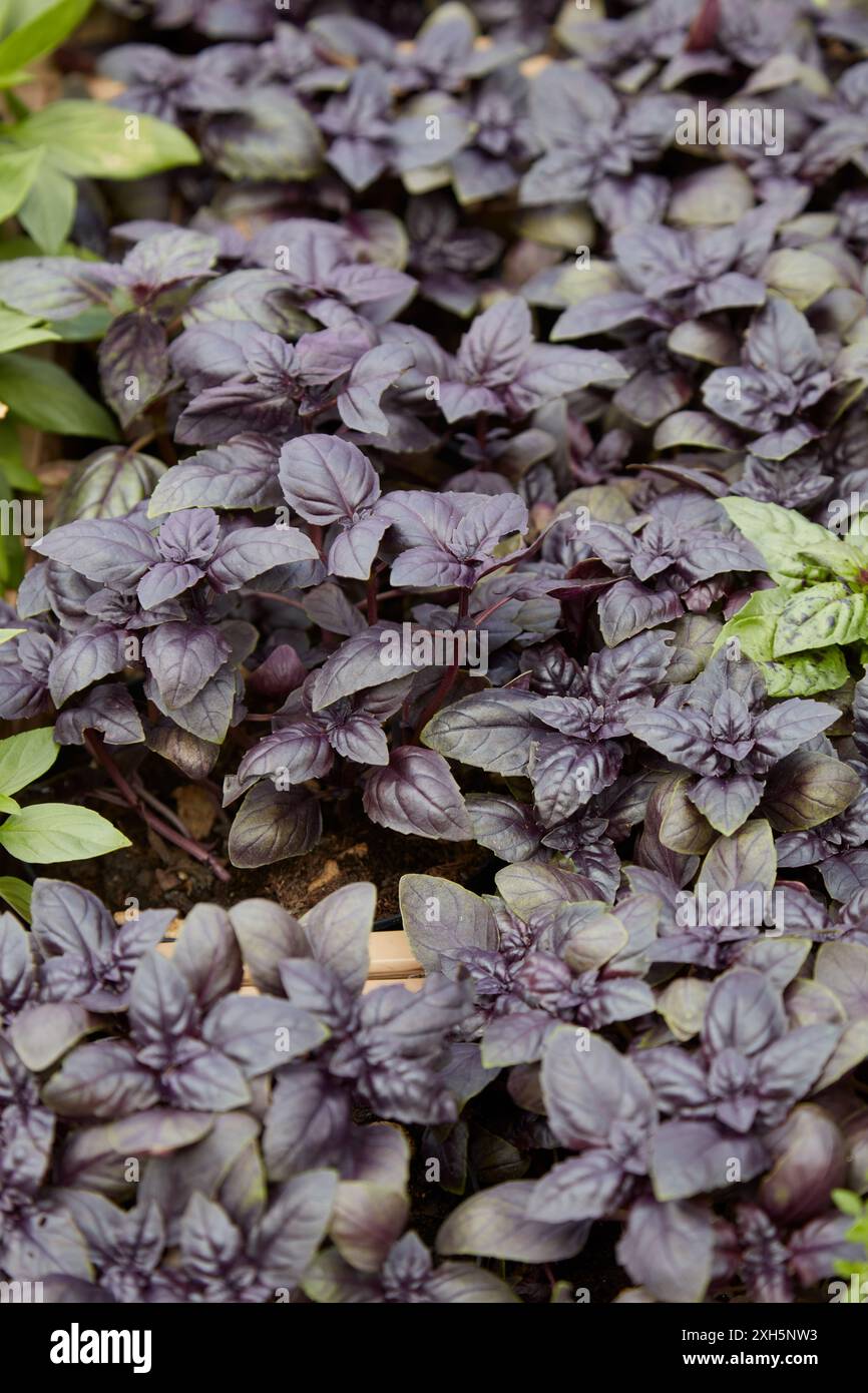 Red rubin basil plants texture background Stock Photo - Alamy