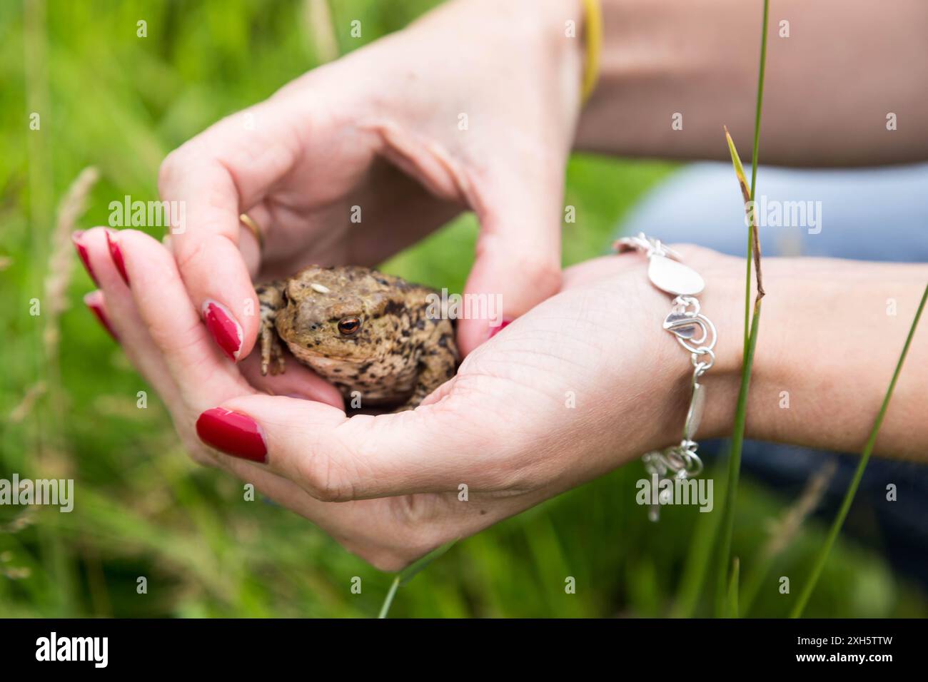 Close up toad in hi-res stock photography and images - Alamy