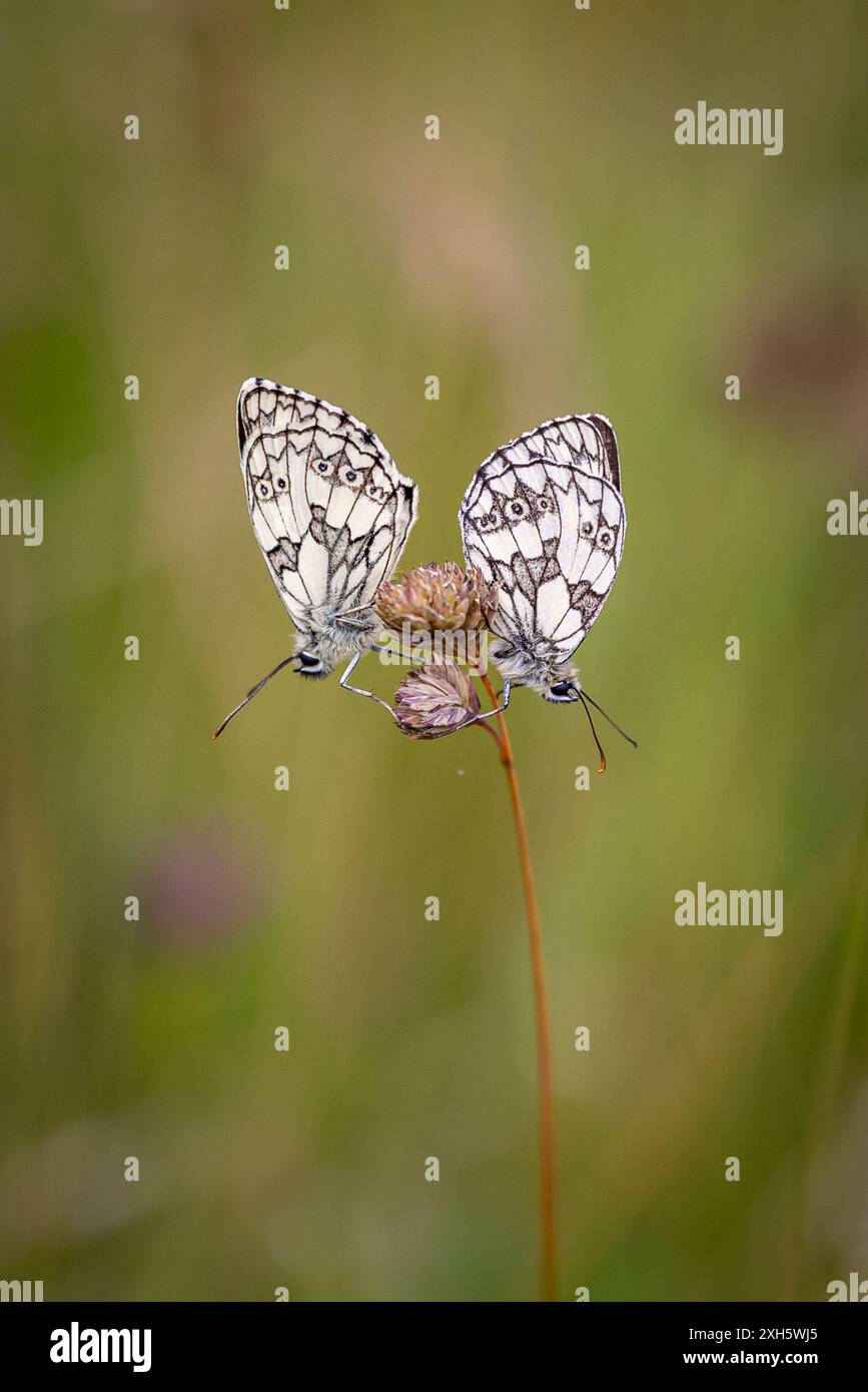 A close up of two marble white butterflies in a wildflower meadow in ...