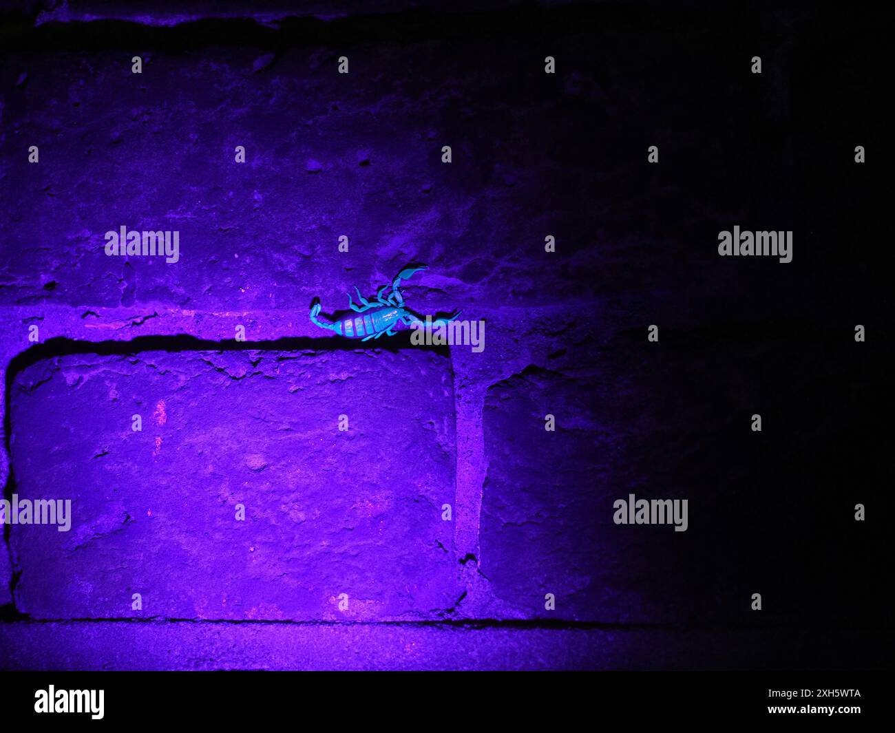 Sheerness, Kent, UK. 11th July, 2024. Scorpions living in crevices in ...