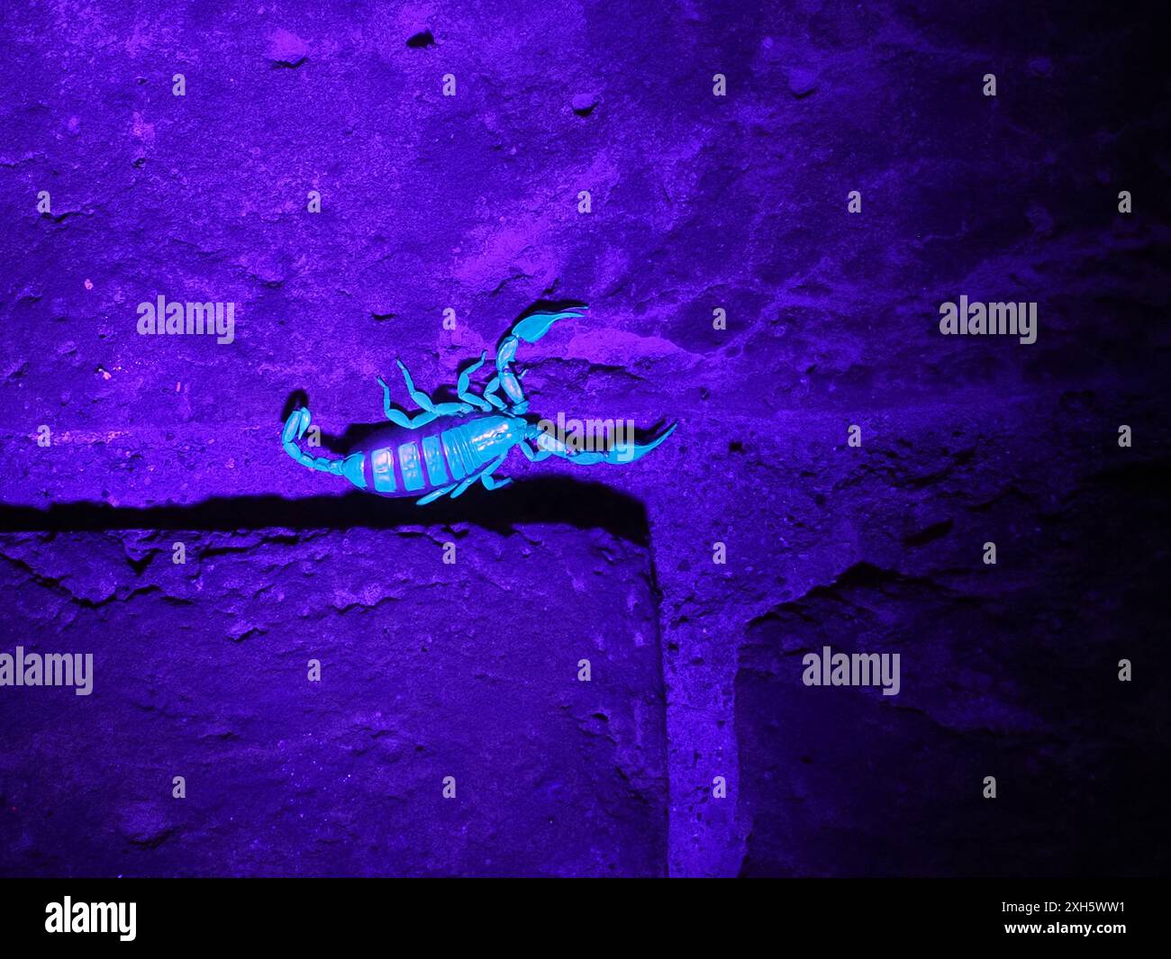 Sheerness, Kent, UK. 11th July, 2024. Scorpions living in crevices in ...