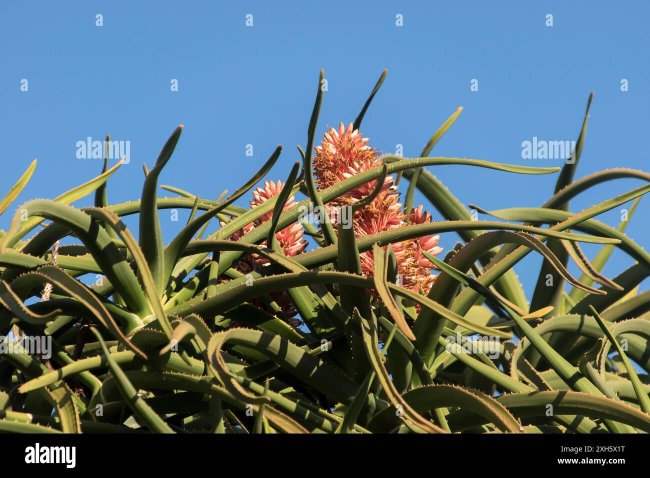 Thick spike edged leaves hi-res stock photography and images - Alamy