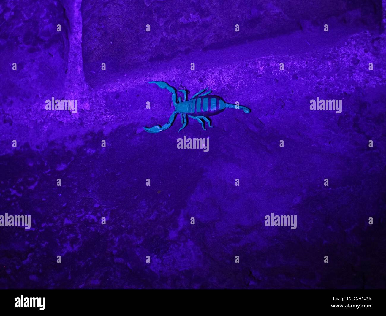 Sheerness, Kent, UK. 11th July, 2024. Scorpions living in crevices in ...