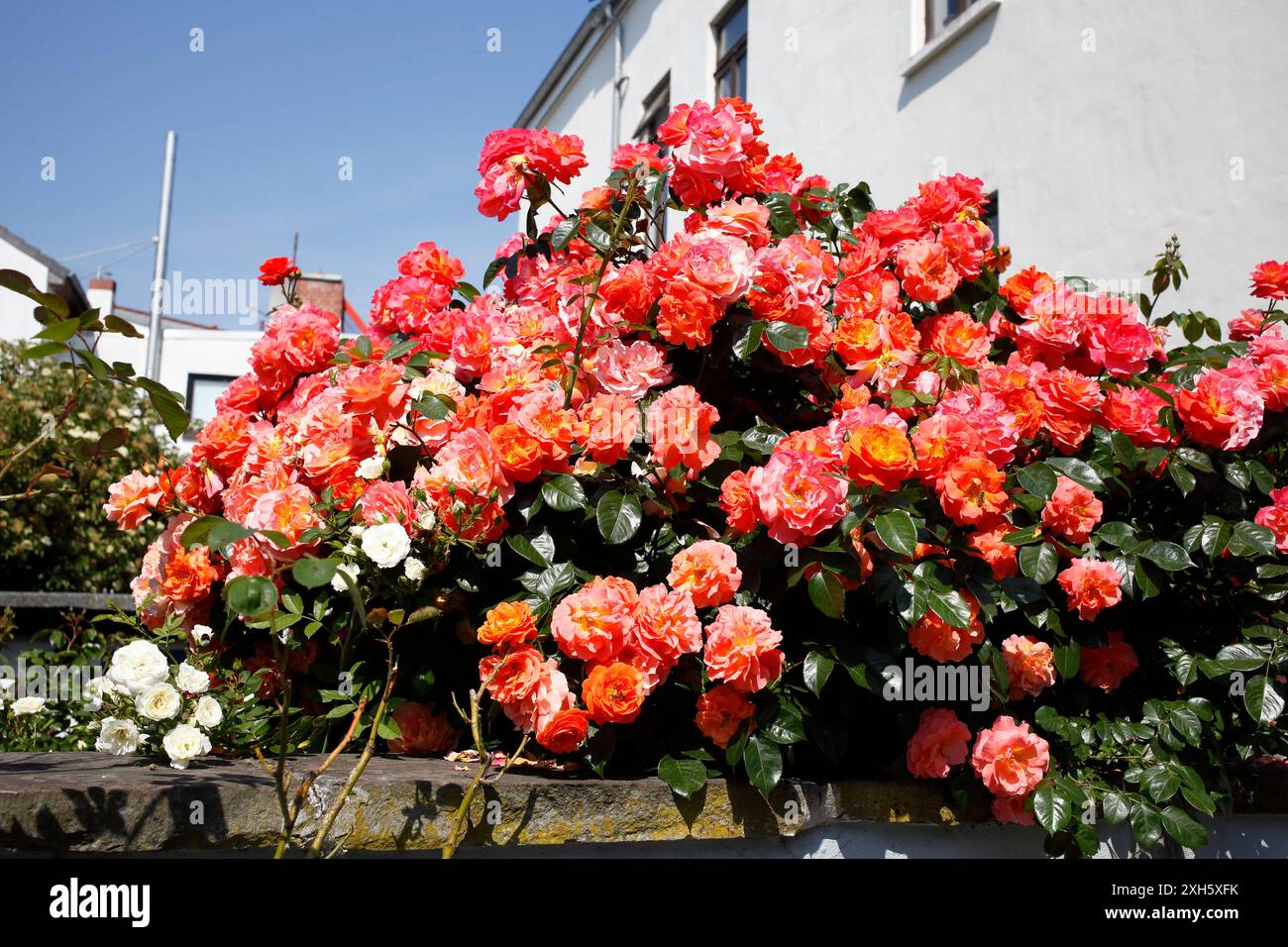 Closeup shot pot flowers hi-res stock photography and images - Alamy