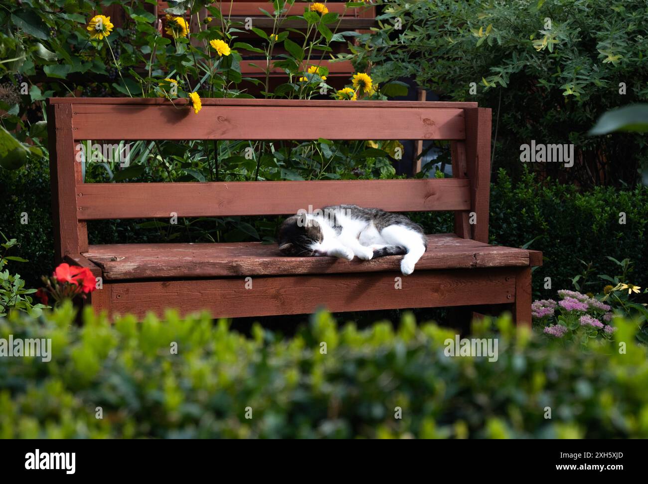 Cat sleeping on a bench in the garden Stock Photo - Alamy