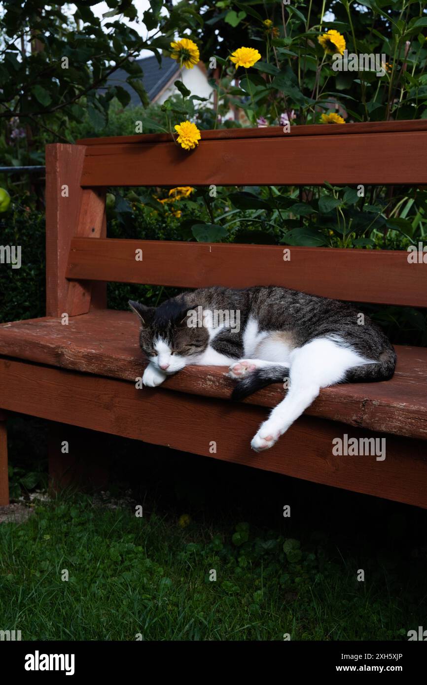 Cat sleeping on a bench in the garden Stock Photo - Alamy