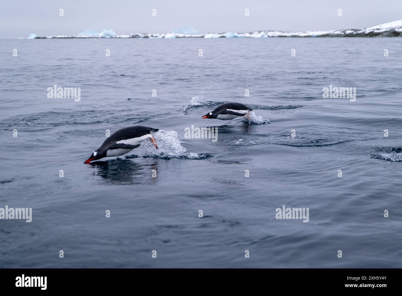 Sea animals water pollution hi-res stock photography and images - Alamy
