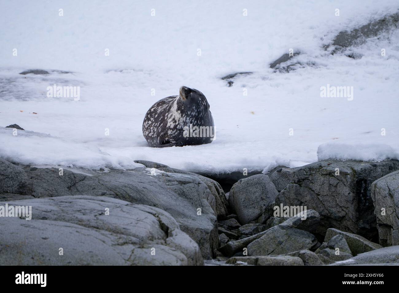 Antarctic Weddell seal. Antarctica, Southern Ocean Stock Photo - Alamy