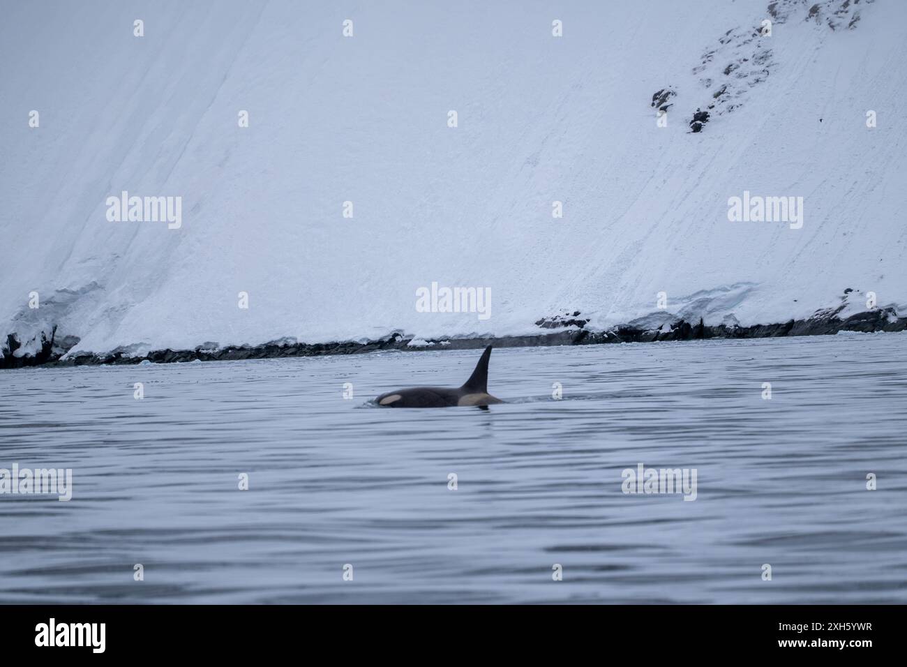 View of the back of killer whale in the Southern Ocean, Antarcti Stock ...