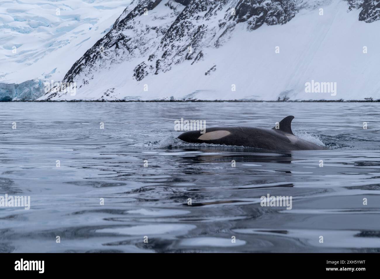 View of the back of killer whale in the Southern Ocean, Antarcti Stock ...