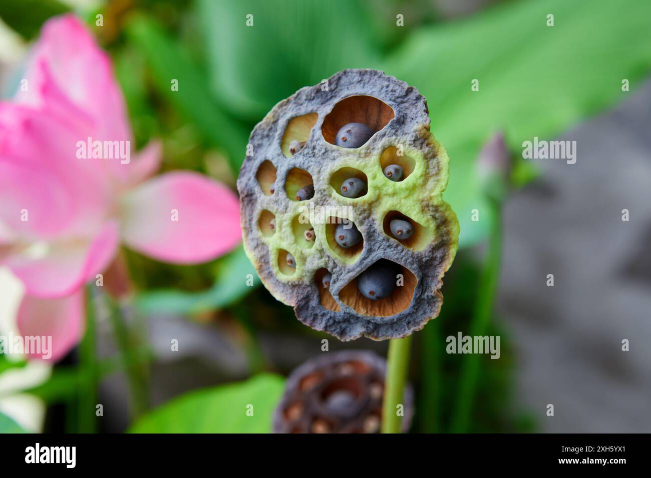 Fruit of lotus flower hi-res stock photography and images - Alamy