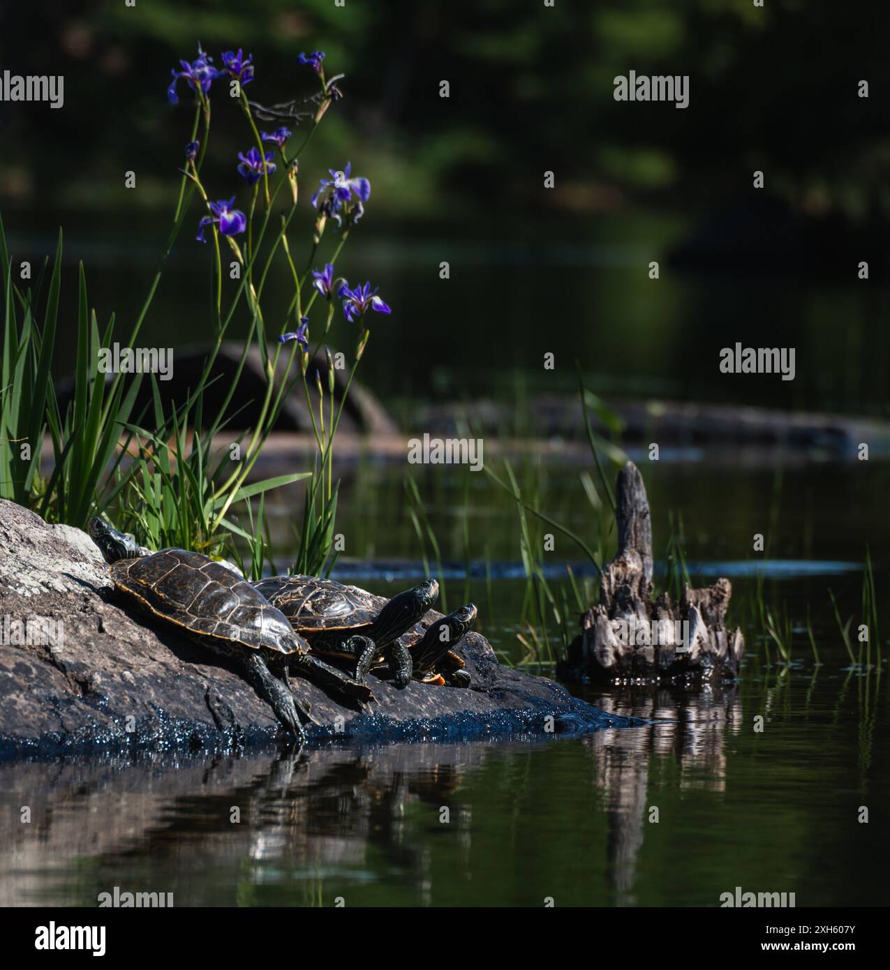 Group of turtles sun bathing on rocks in a lake on hot summer day Stock ...