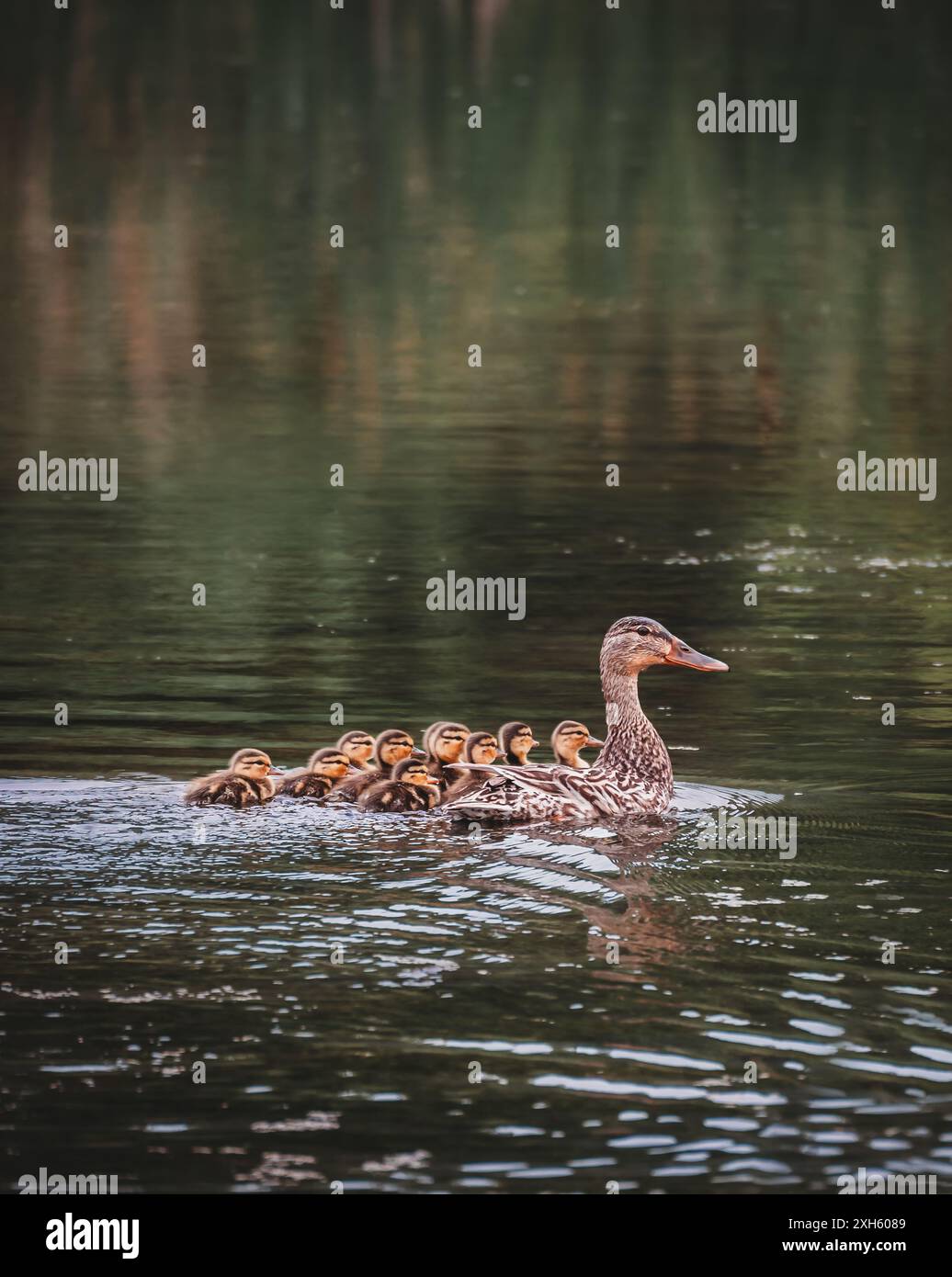 Many ducklings in water hi-res stock photography and images - Alamy