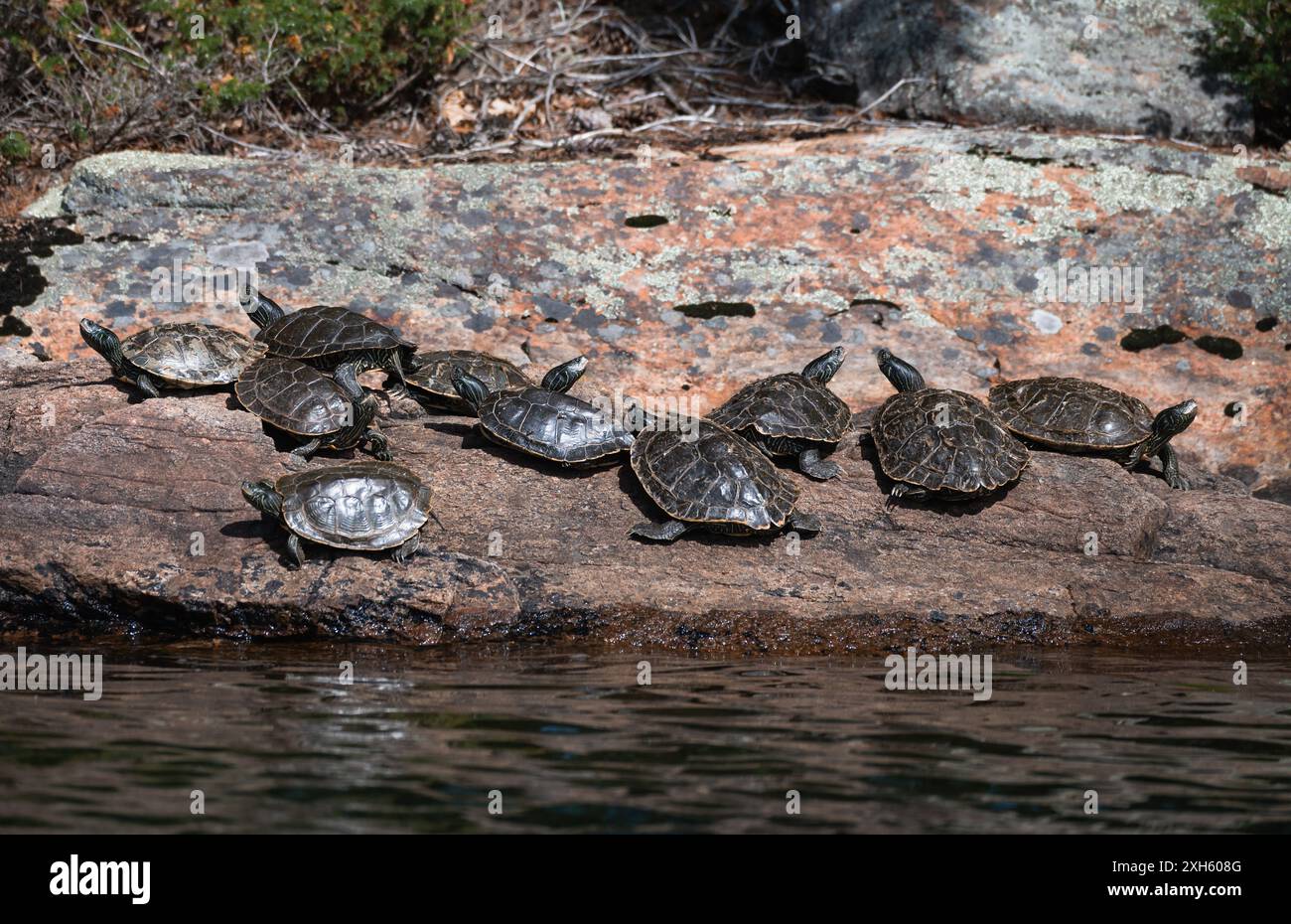 Group turtles hi-res stock photography and images - Alamy