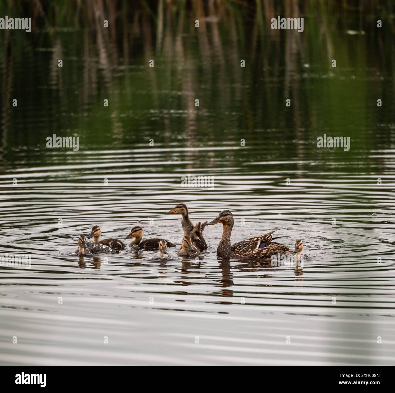Many ducklings in water hi-res stock photography and images - Alamy