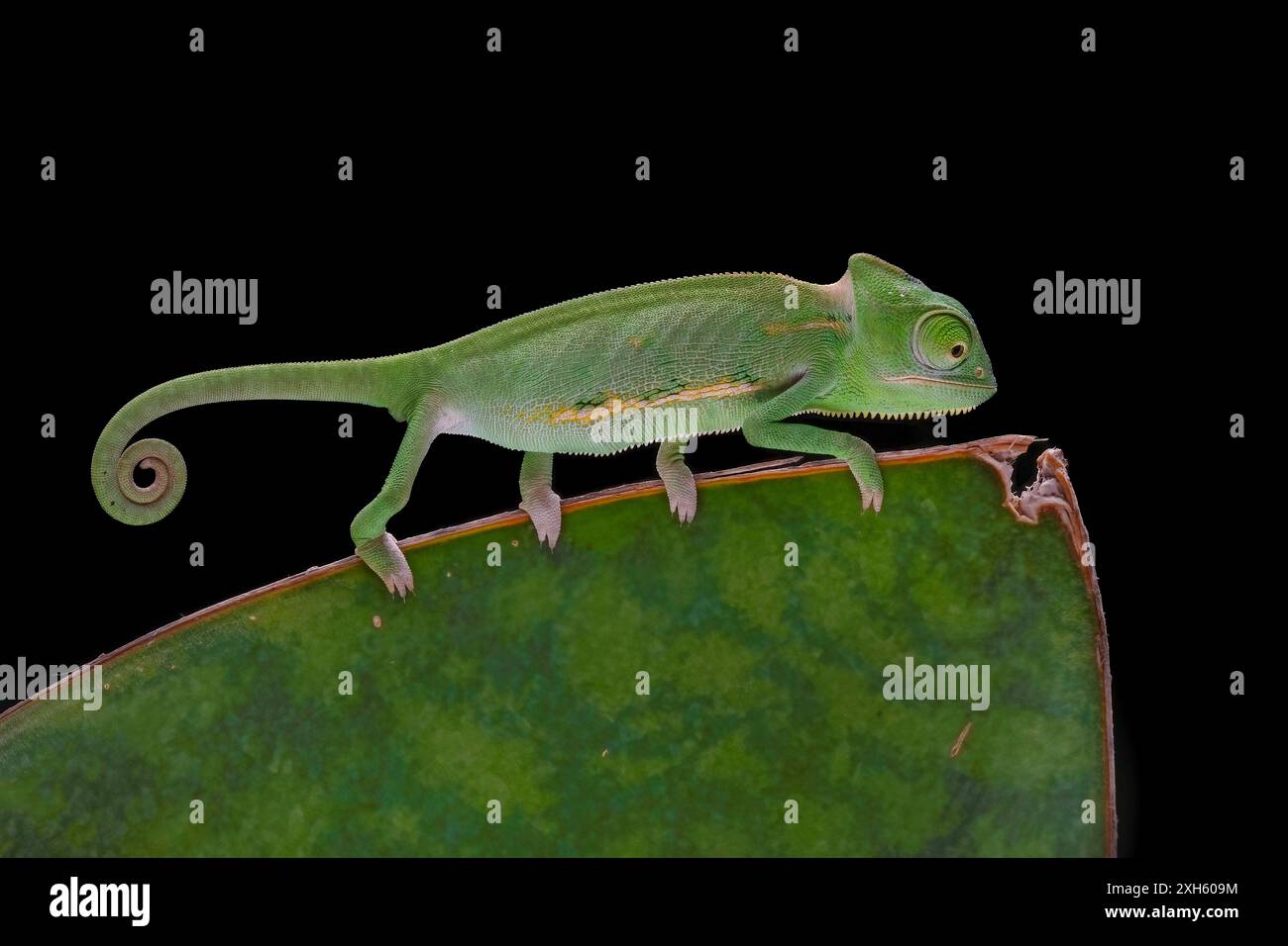 Baby High Pied veiled chameleon Stock Photo - Alamy