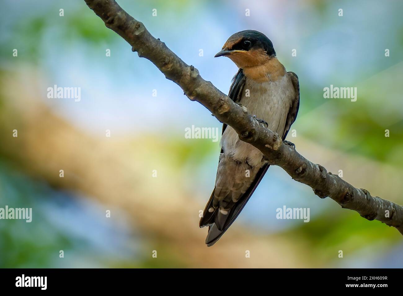 Pacific Swallow or Hill Swallow Stock Photo - Alamy
