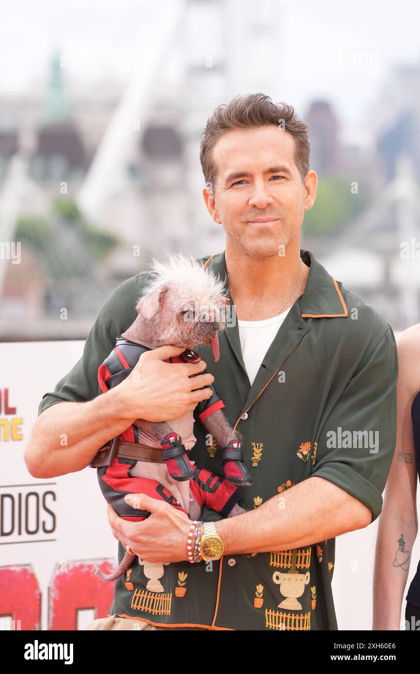 Ryan Reynolds, holding Peggy, a pug and Chinese crested cross, which ... Ryan Reynolds, holding Peggy, a pug and Chinese crested cross, which ...