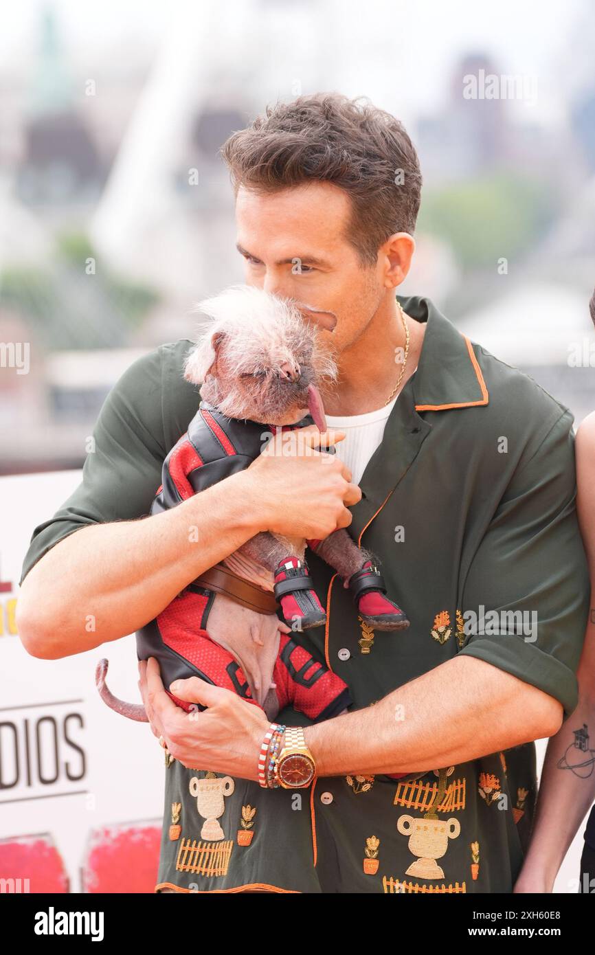 Ryan Reynolds, holding Peggy, a pug and Chinese crested cross, which ... Ryan Reynolds, holding Peggy, a pug and Chinese crested cross, which ...