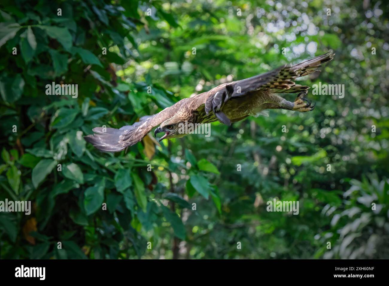 Changeable hawk-eagle, Nisaetus cirrhatus in fly Stock Photo - Alamy