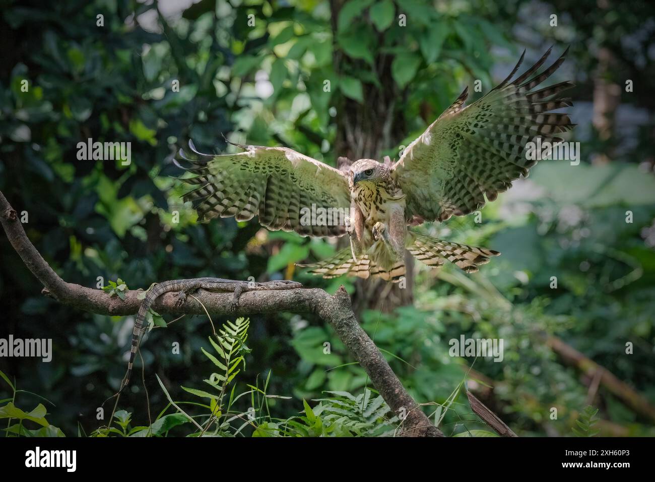 Changeable hawk-eagle, Nisaetus cirrhatus in fly Stock Photo - Alamy