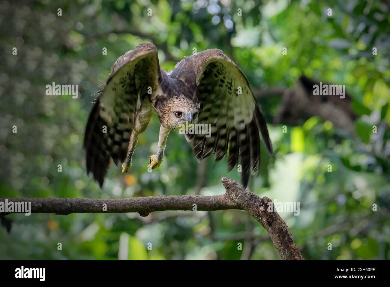 Changeable hawk-eagle, Nisaetus cirrhatus in fly Stock Photo - Alamy