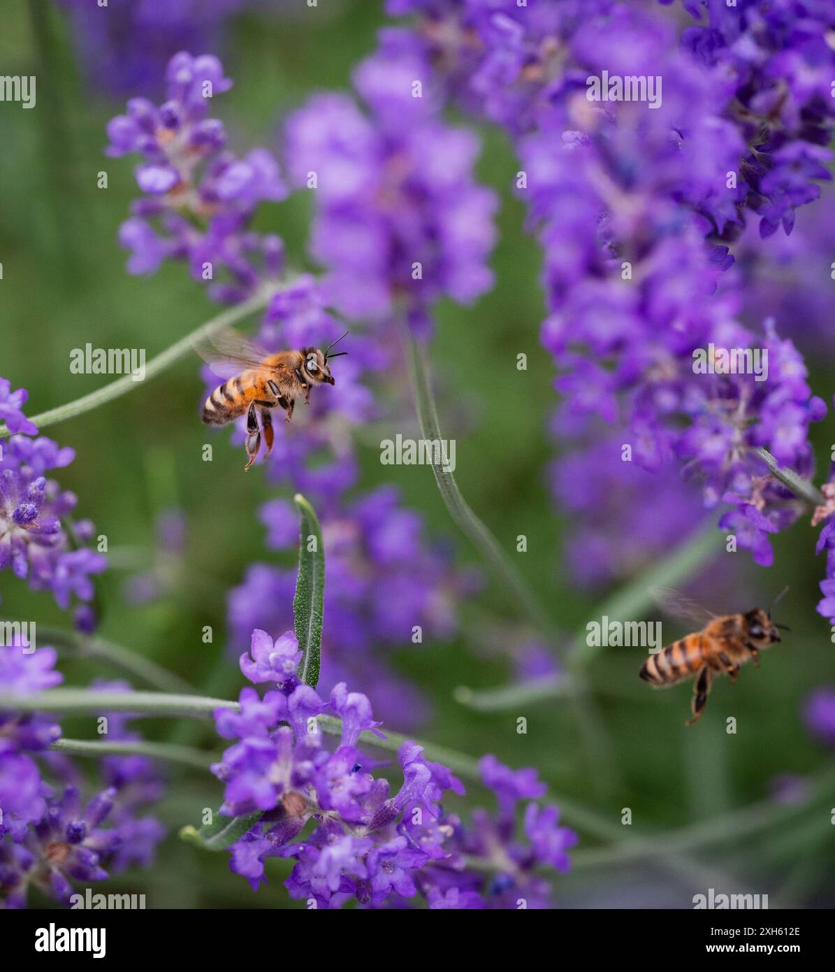 Honey bees flying towards lavender flowers in a garden in summer Stock ...