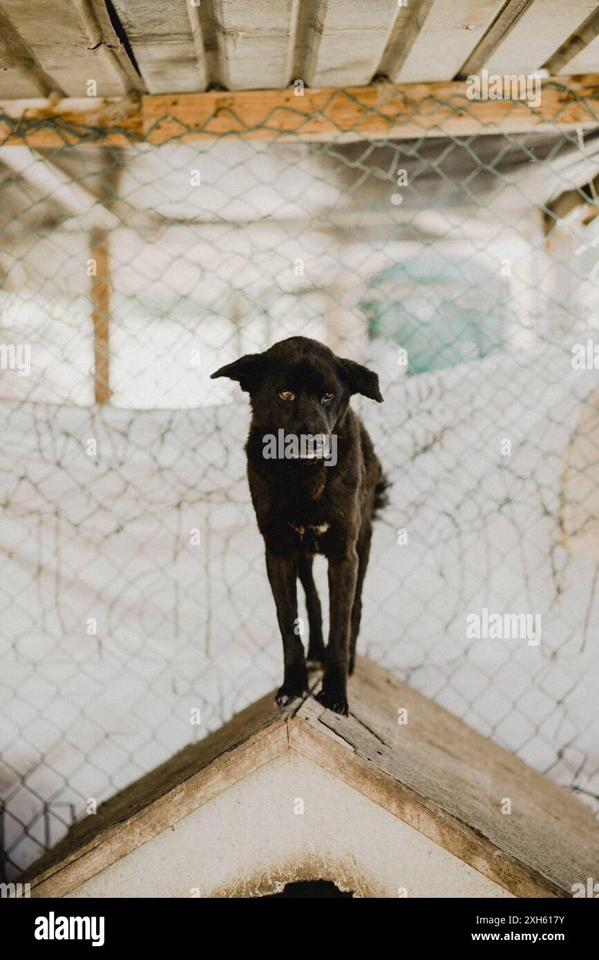 Rescue shelter animal care hi-res stock photography and images - Alamy