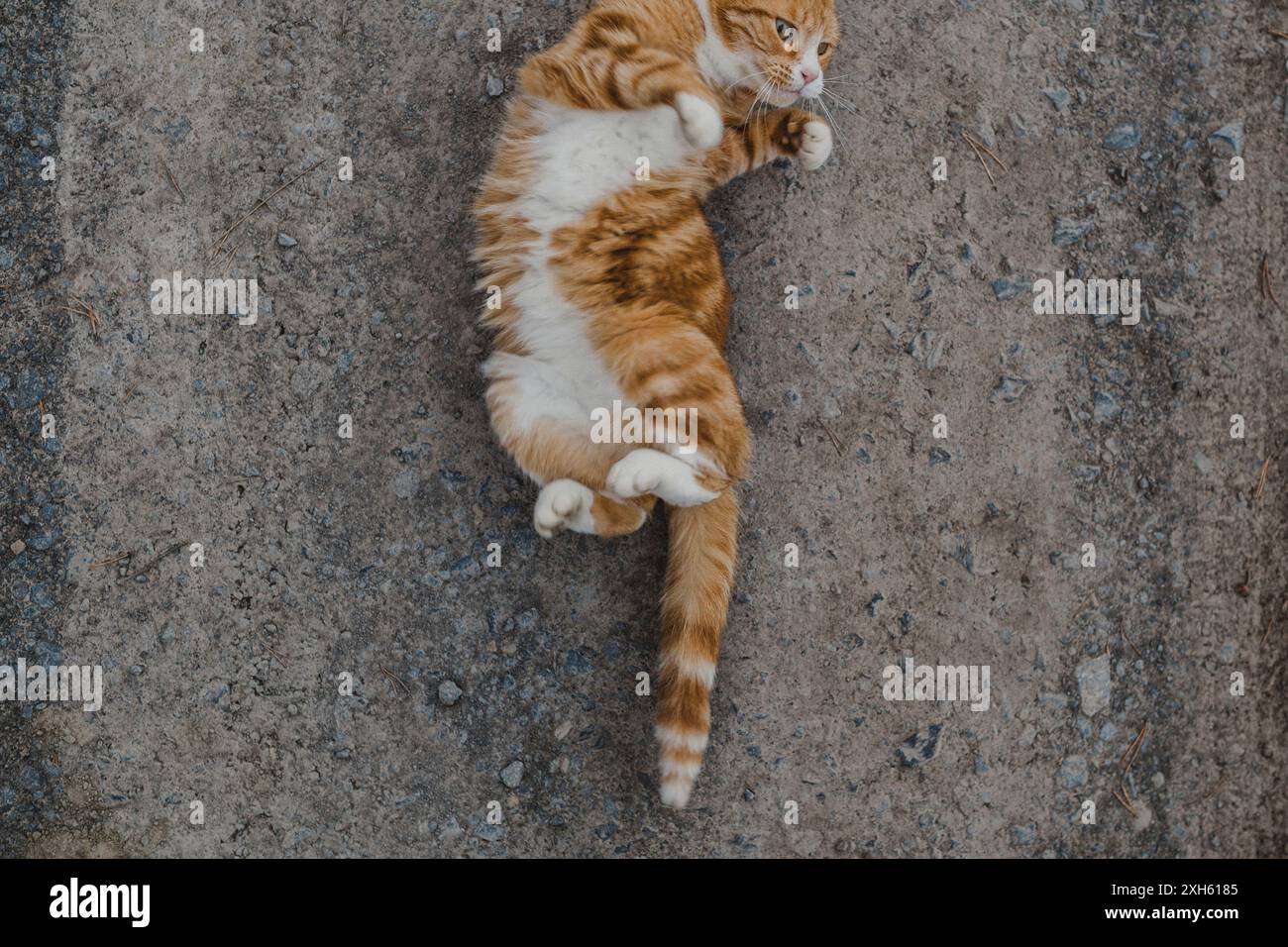 Ginger cat rolling playfully on the ground Stock Photo - Alamy
