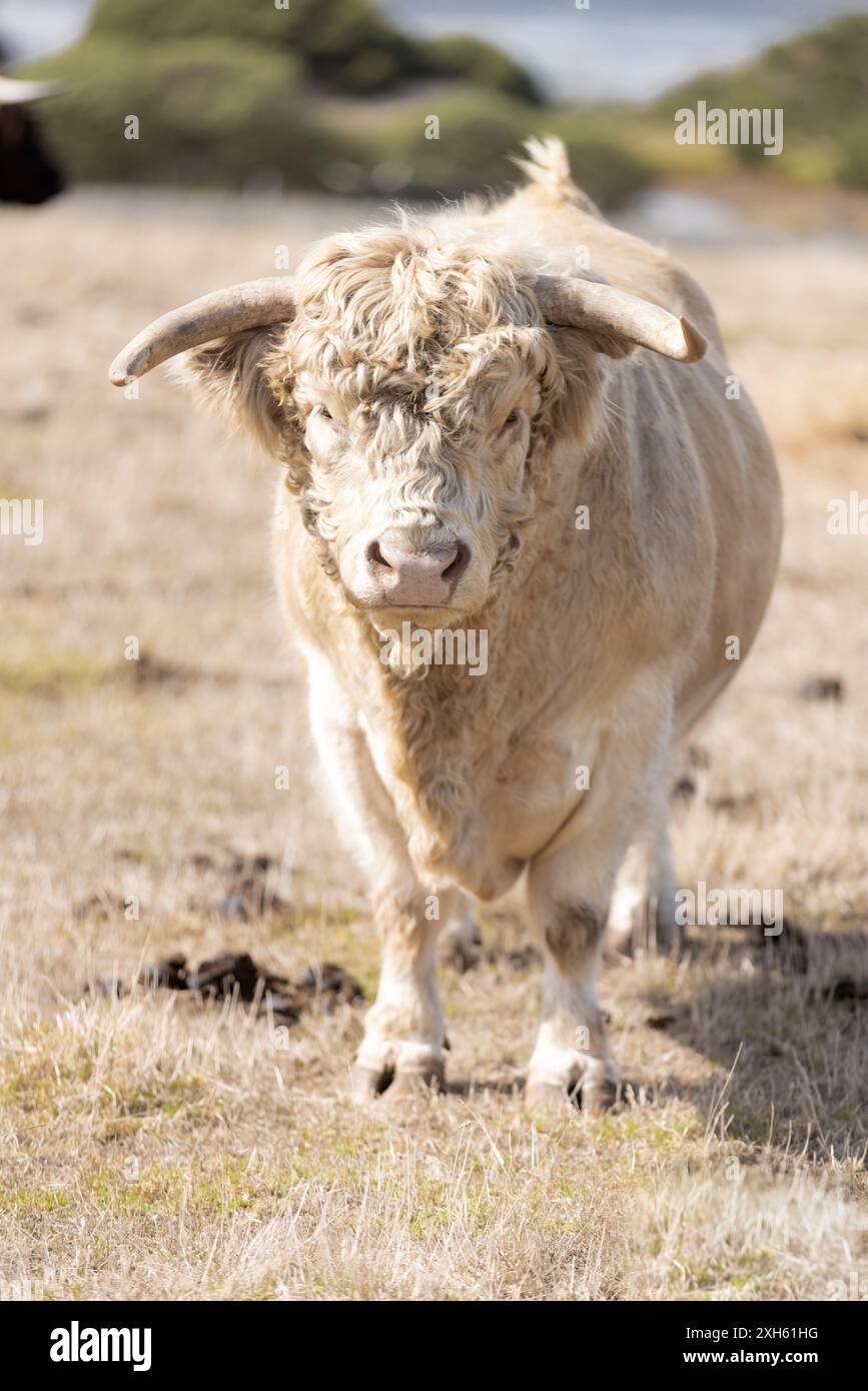 Rural scene with highland cow hi-res stock photography and images - Alamy