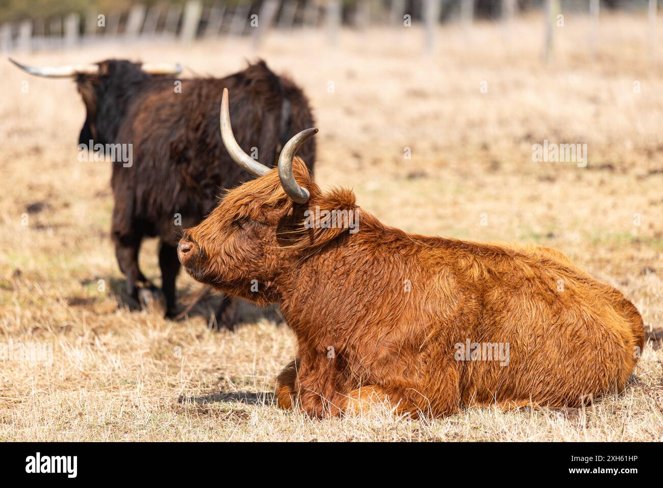 Rural scene with highland cow hi-res stock photography and images - Alamy
