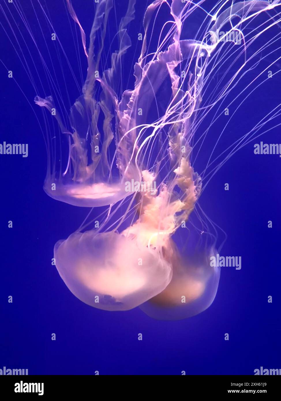Bioluminescent jellyfish hi-res stock photography and images - Alamy